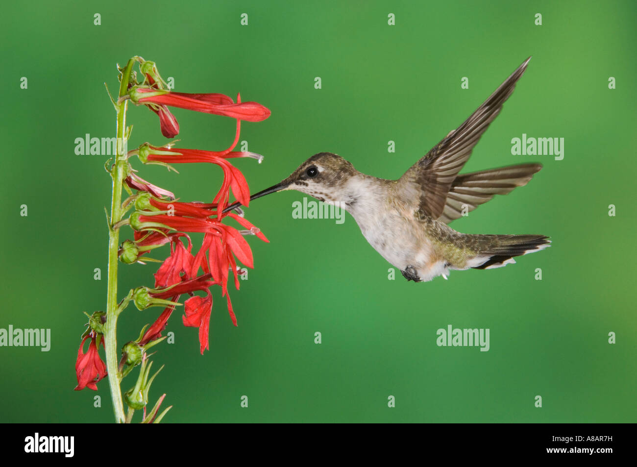 Black-chinned Hummingbird Archilochus alexandri immature male feeding ...