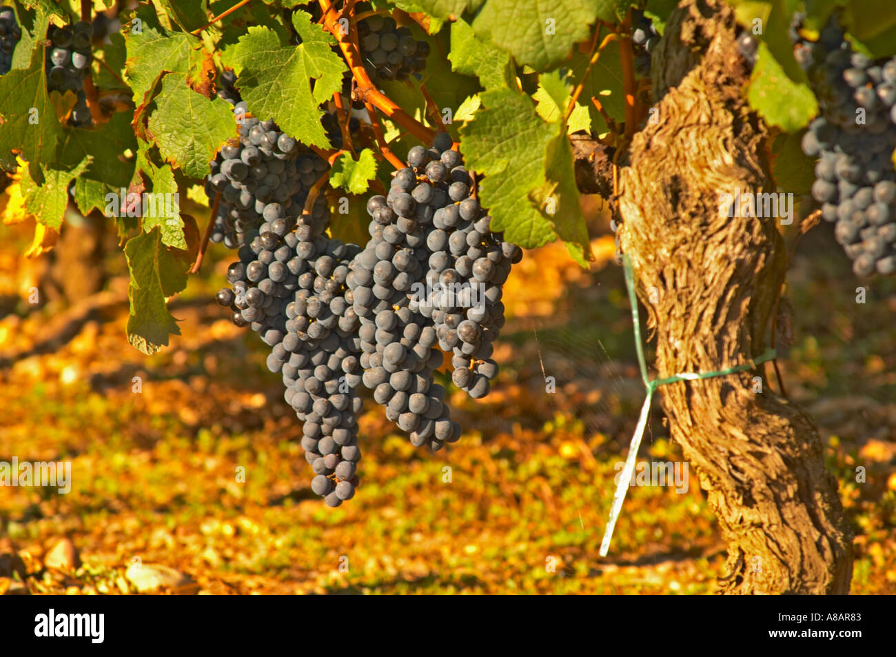 A vine with Ripe Merlot grape bunches on the vine at Chateau Lafleur ...