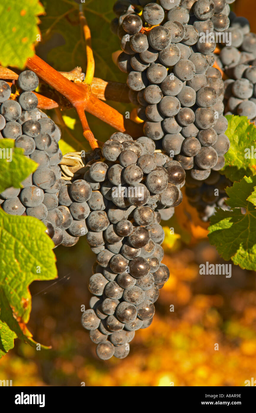A vine with Ripe Merlot grape bunches on the vine at Chateau Lafleur ...