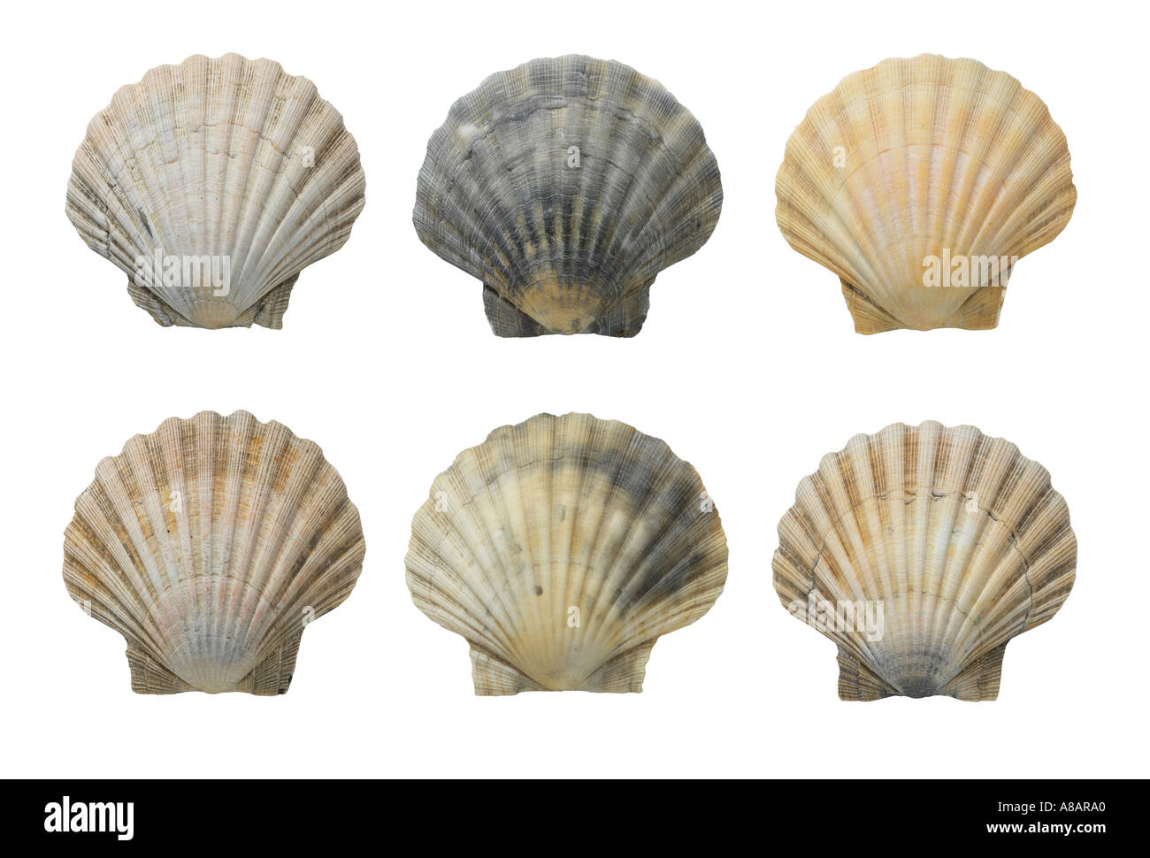 Scallop shells from Isle of Man Stock Photo - Alamy