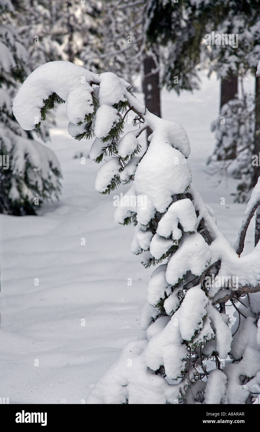 SNOW COVERED PINE TREE along the cross country ski trail at HOODOO SKI ...