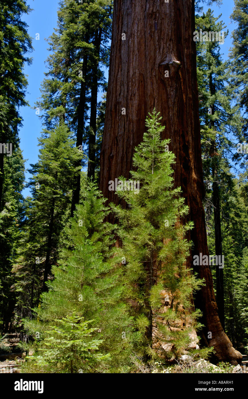 General Sherman Sequoia Sequoiadendron giganteum Worlds Largest Tree ...