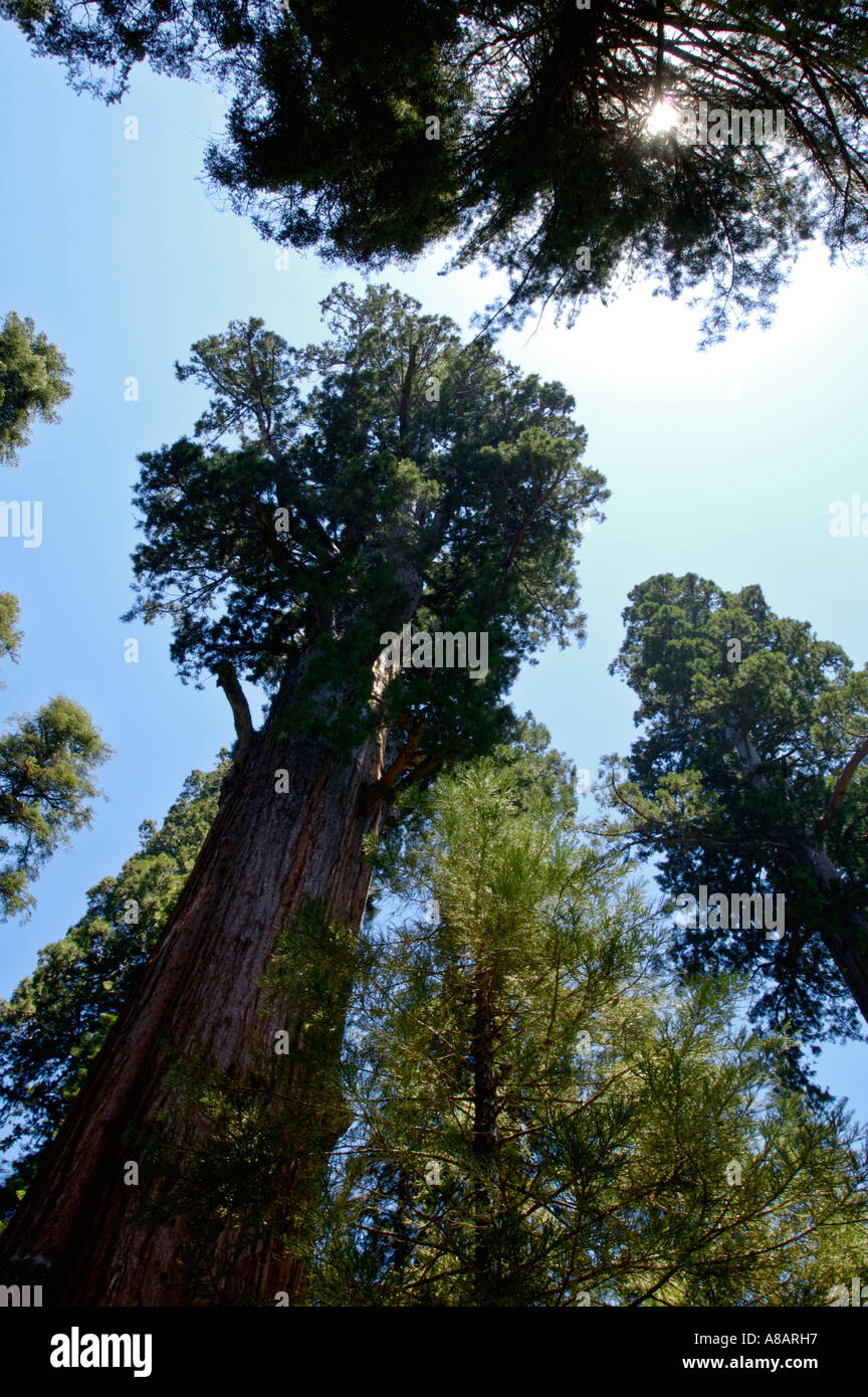 General Sherman Sequoia Sequoiadendron giganteum Worlds Largest Tree ...