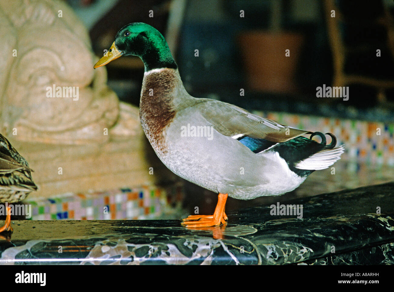 Peabody hotel memphis, ducks hi-res stock photography and images - Alamy