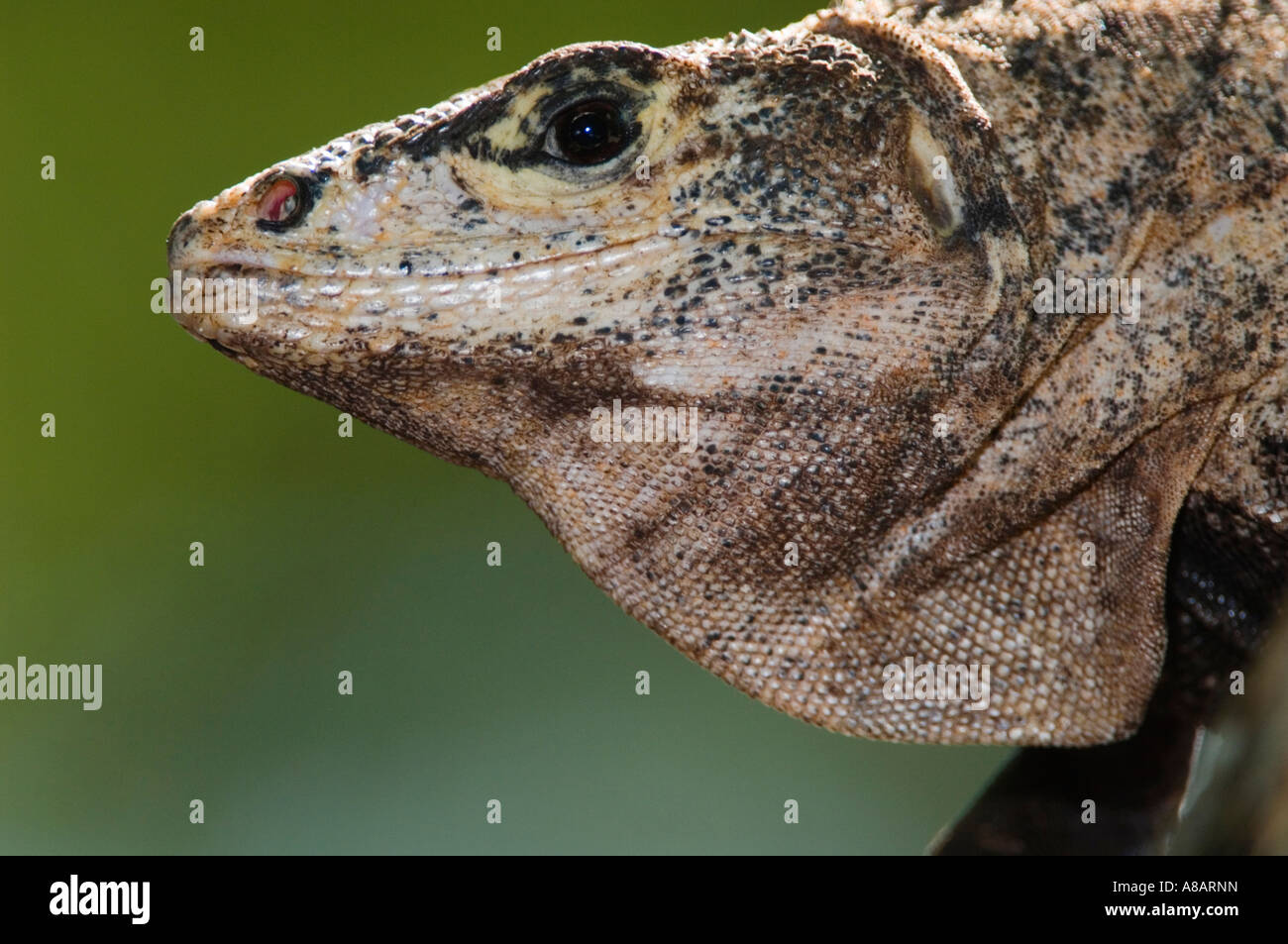 Black Iguana Ctenosaur Ctenosaura similis adult Manuel Antonio National ...