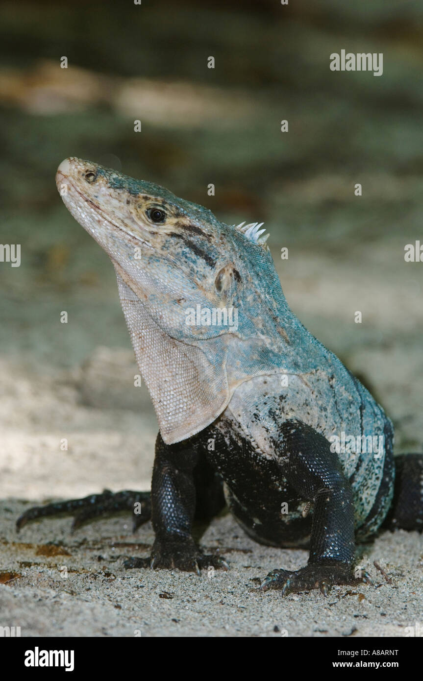 Black Iguana Ctenosaur Ctenosaura similis adult Manuel Antonio National ...