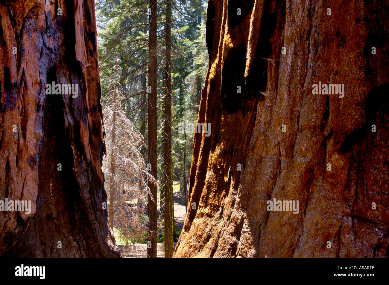 Giant Sequoia Trees Sequoiadendron giganteum Congress Trail Giant ...