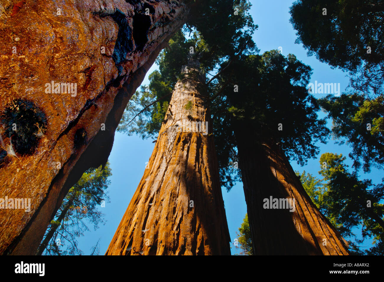 Giant Sequoia Trees Sequoiadendron giganteum Congress Trail Giant ...