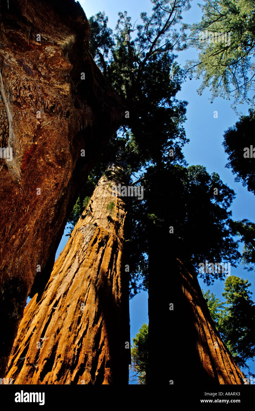 Giant Sequoia Trees Sequoiadendron giganteum Congress Trail Giant ...