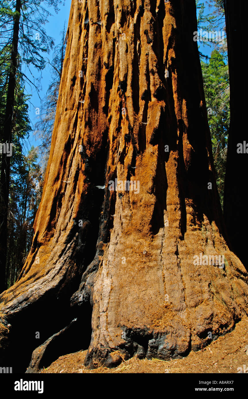 Giant Sequoia Trees Sequoiadendron giganteum Congress Trail Giant Forest Sequoia NP California ...