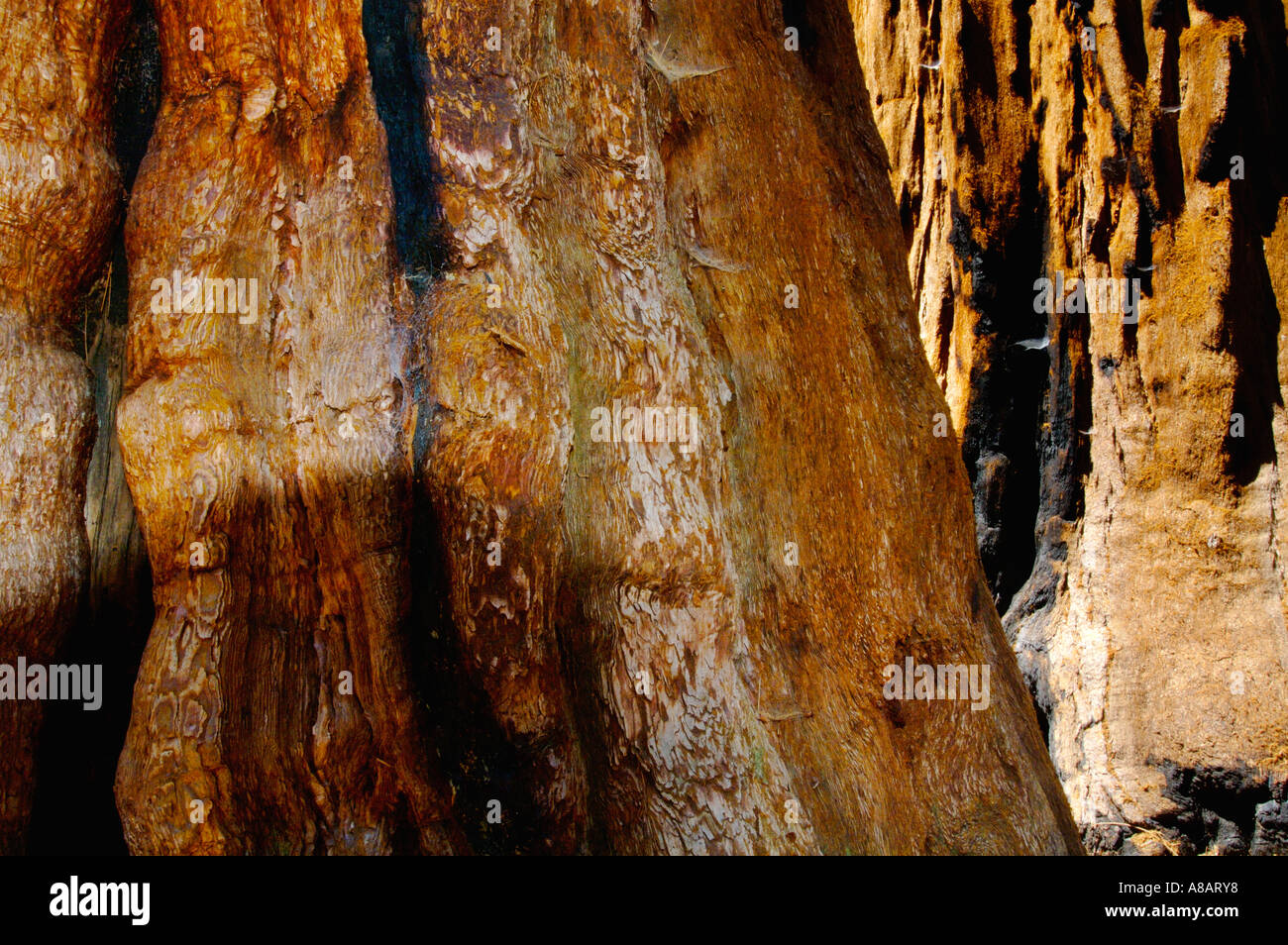 Close up detail of Giant Sequoia Tree Sequoiadendron giganteum bark ...