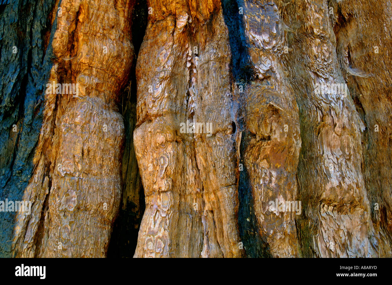Close up detail of Giant Sequoia Tree Sequoiadendron giganteum bark ...