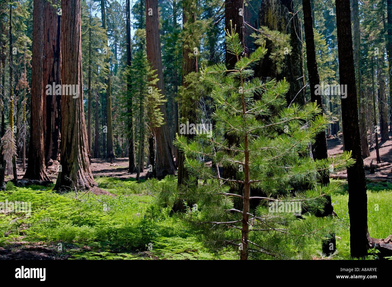 Young sapling pine tree in Mixed Conifer Forest along the Congress ...