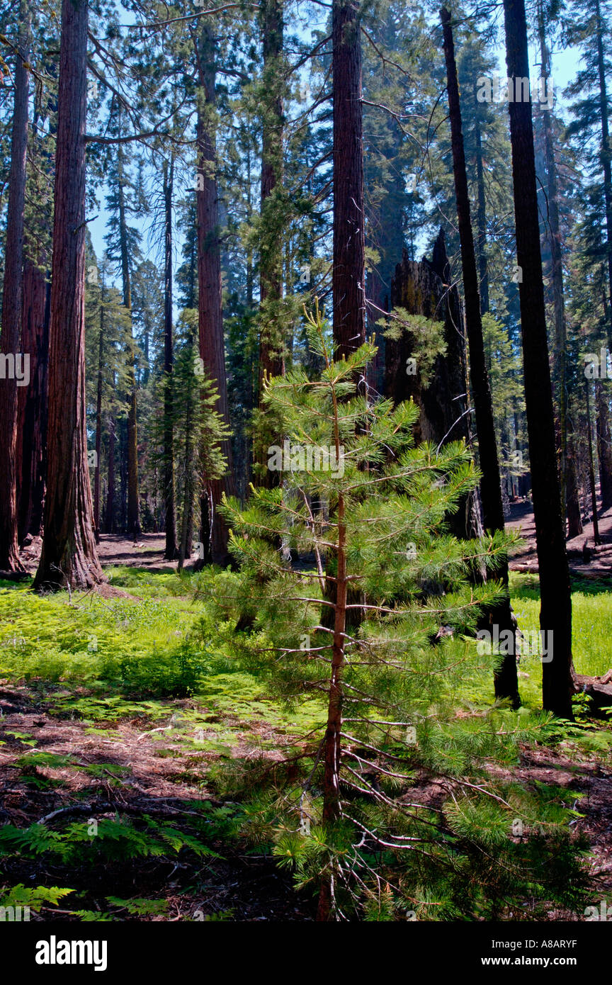 Young sapling pine tree in Mixed Conifer Forest along the Congress ...