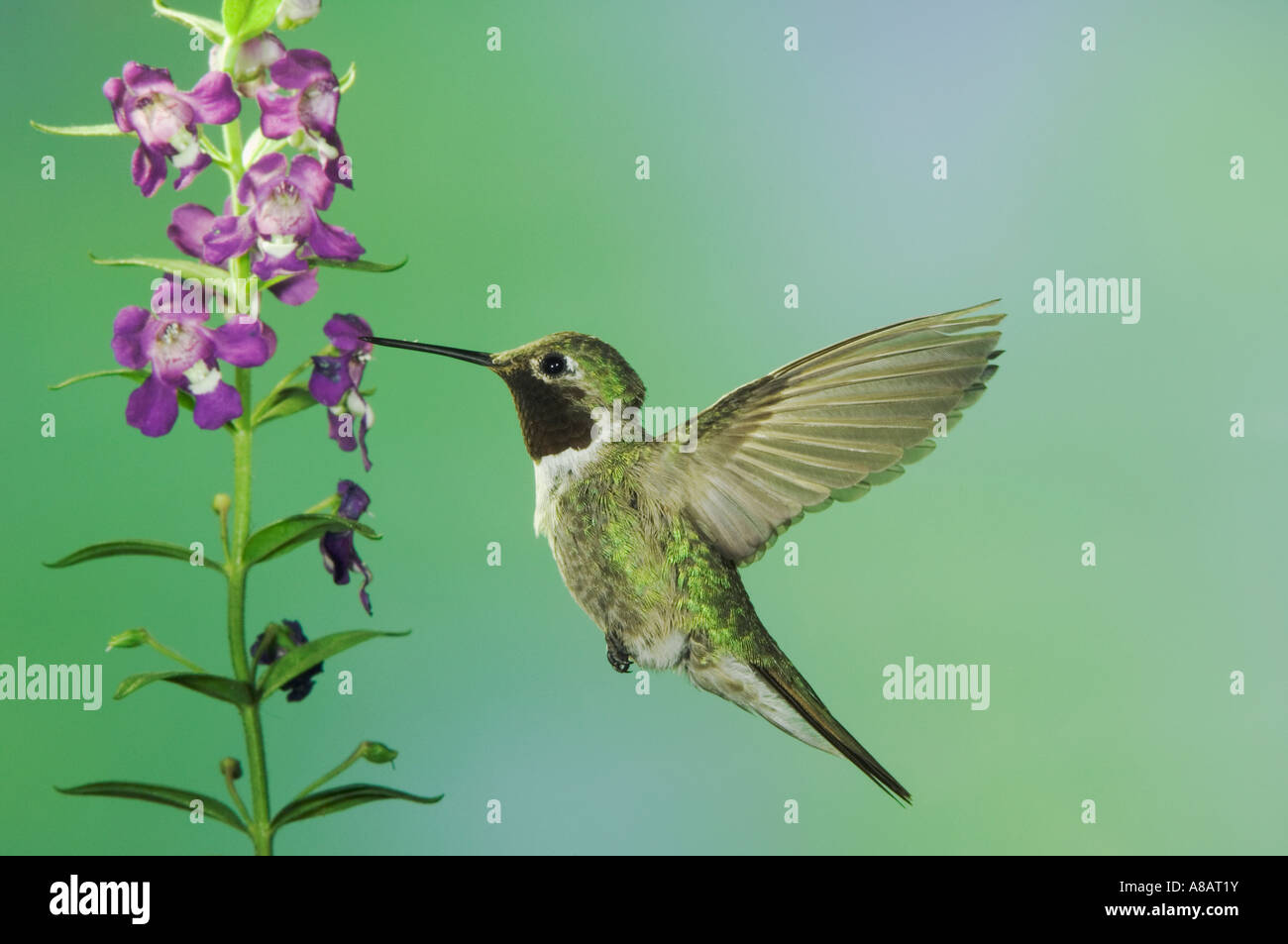 Broad-tailed Hummingbird Selasphorus platycercus male in flight feeding ...