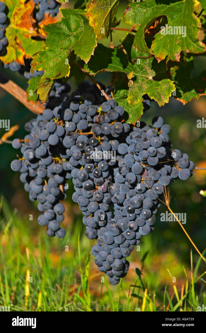 Saint emilion figeac vineyard hi-res stock photography and images - Alamy