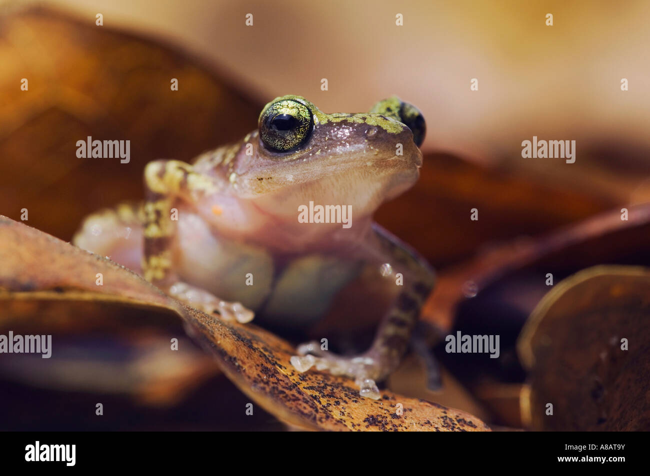 Cliff Chirping Frog Eleutherodactylus marnockii adult on leaf litter ...