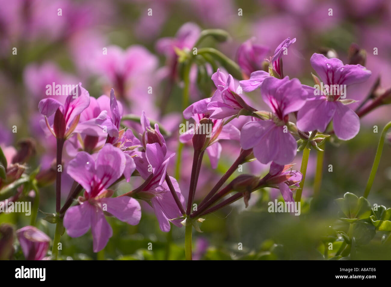 Stay in the pink with the beauty of flowers Stock Photo - Alamy