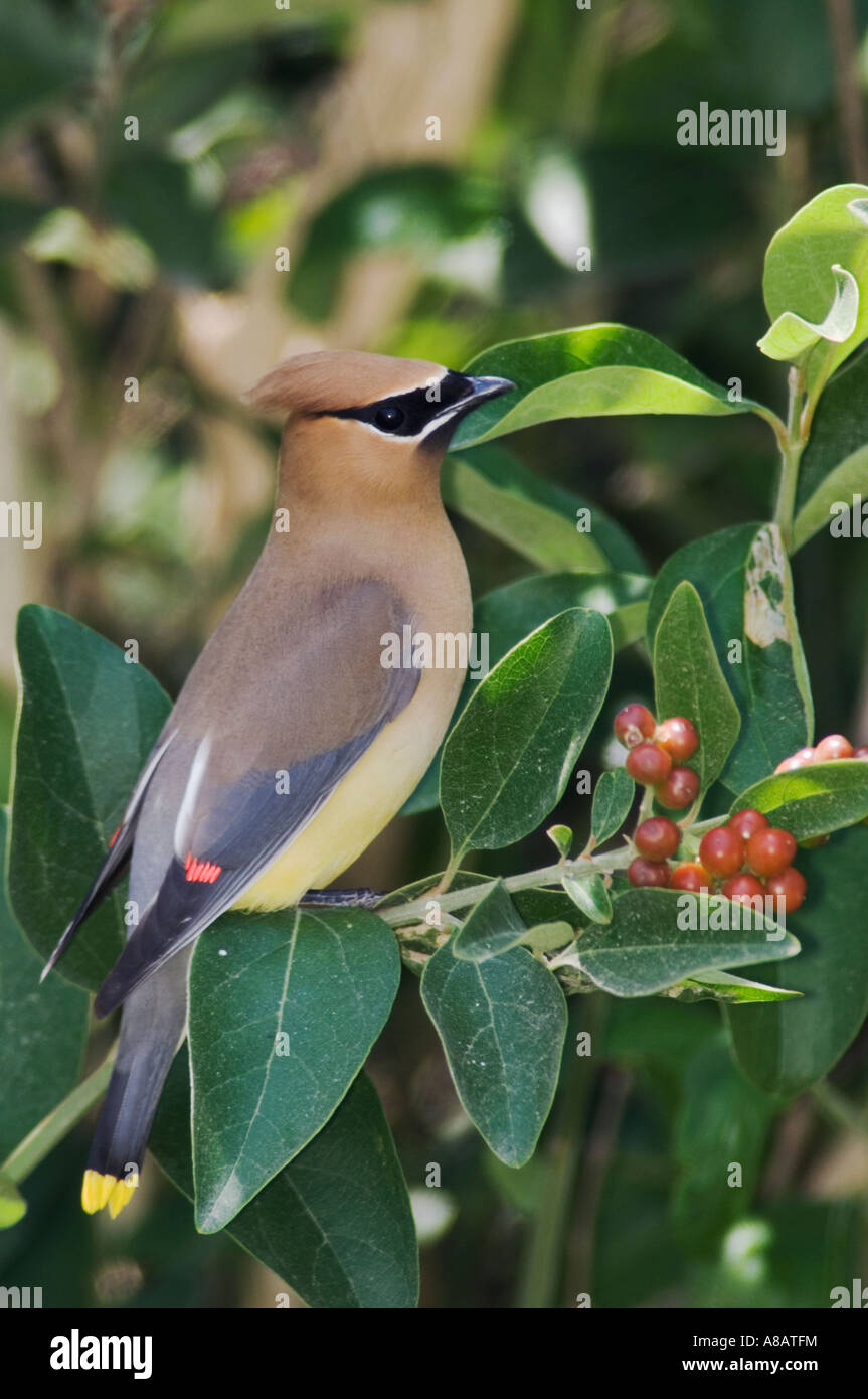 Cedar Waxwing Bombycilla cedrorum adult South Padre Island Texas USA ...