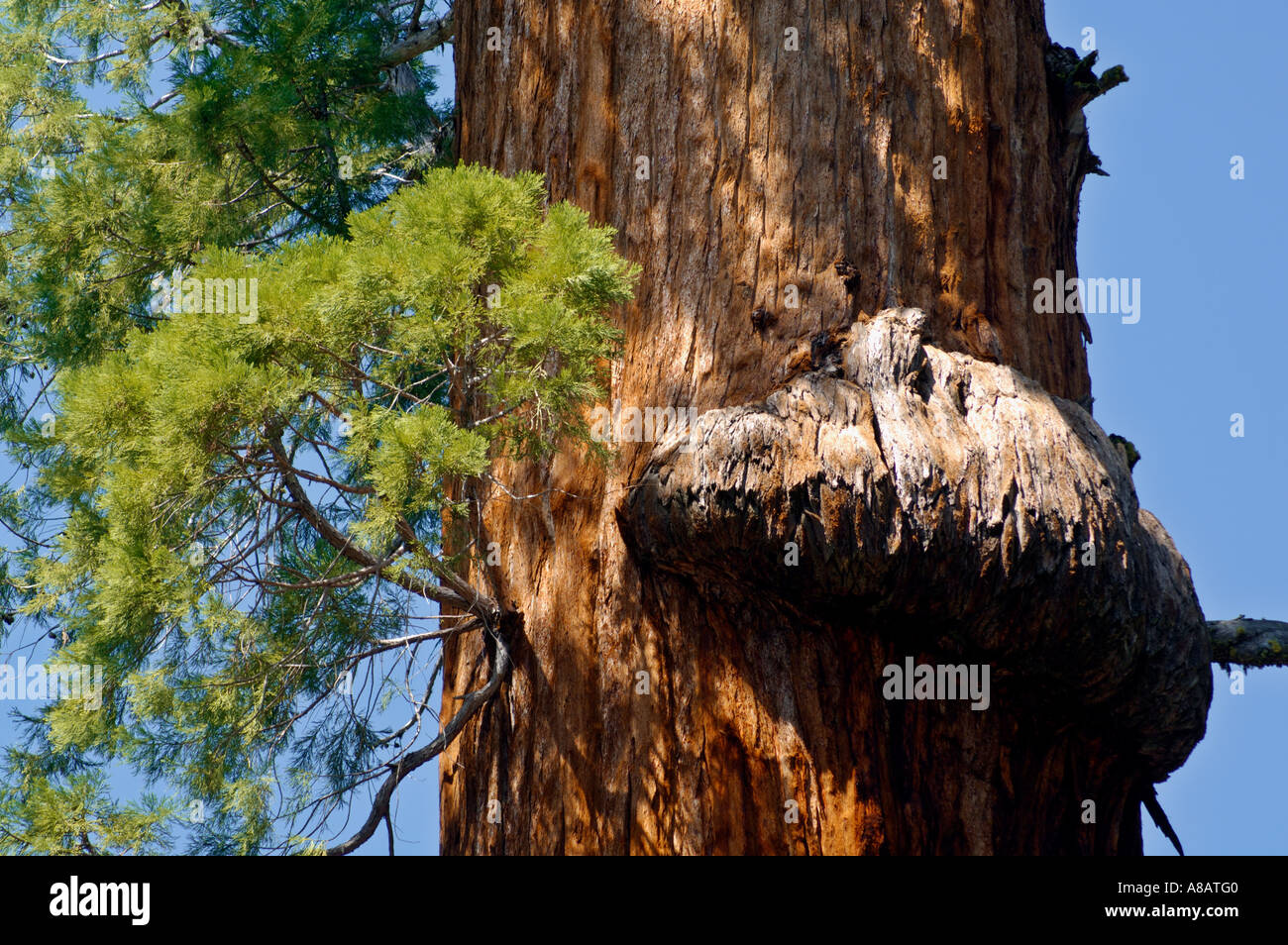 Burl on Giant Sequoia Trees Sequoiadendron giganteum Congress Trail ...