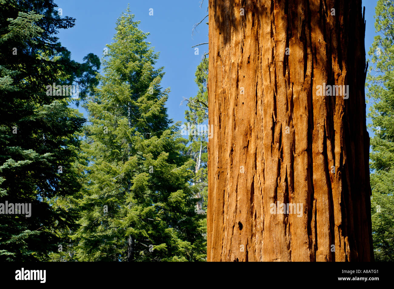 Giant Sequoia Trees Sequoiadendron giganteum Congress Trail Giant ...