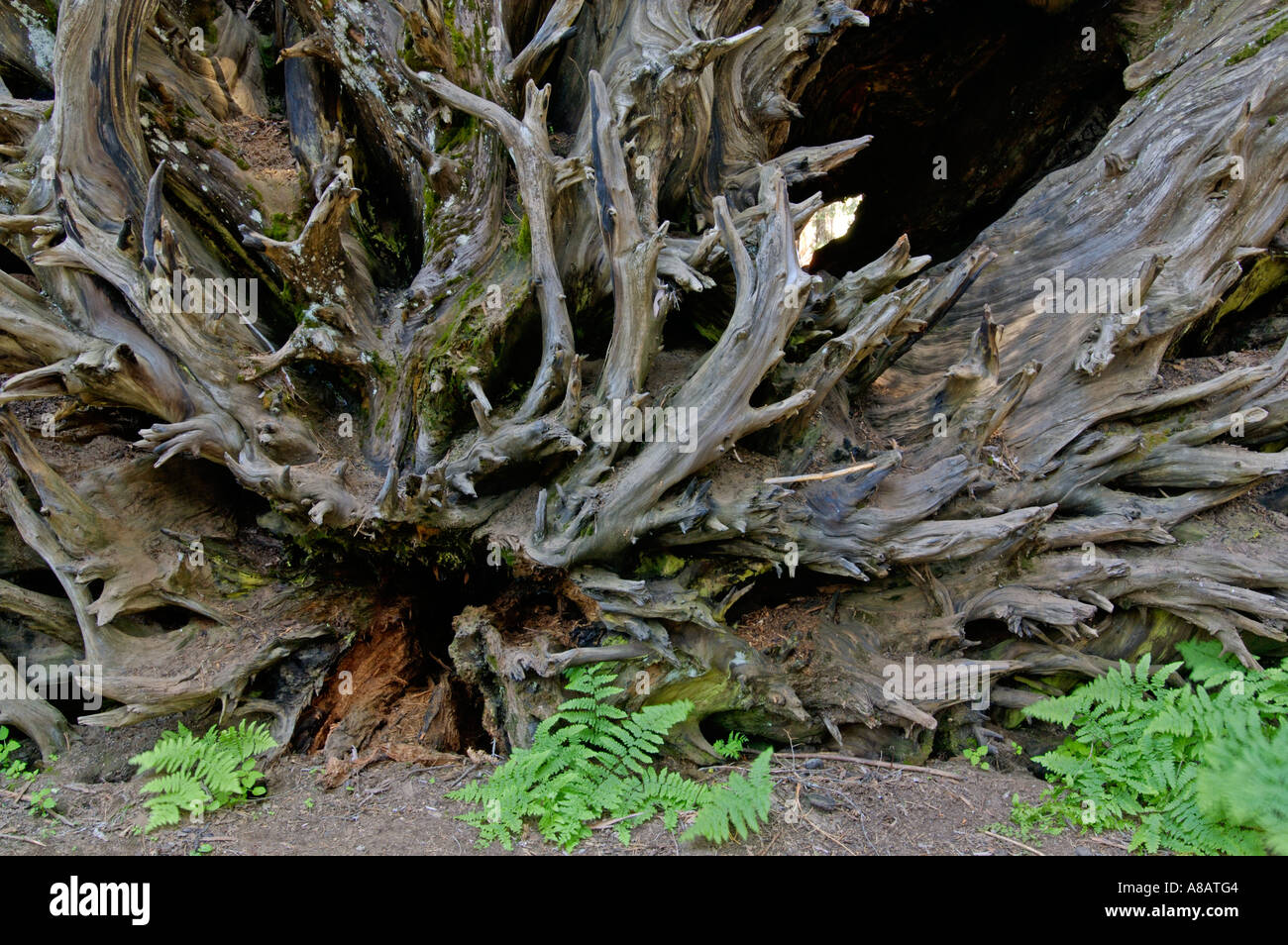 Fallen giant sequoia tree roots hi-res stock photography and images - Alamy