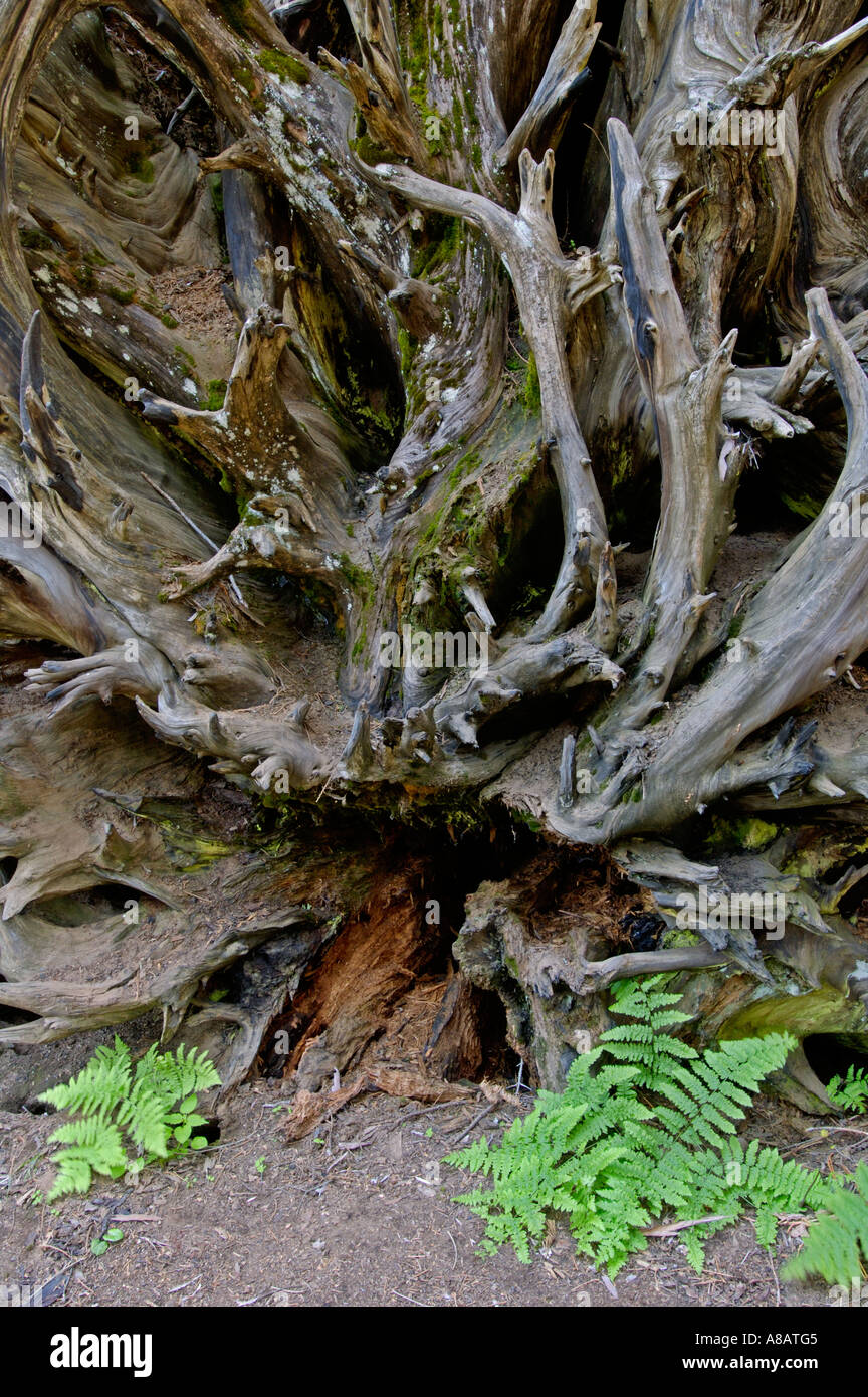 Fallen giant sequoia tree roots hi-res stock photography and images - Alamy