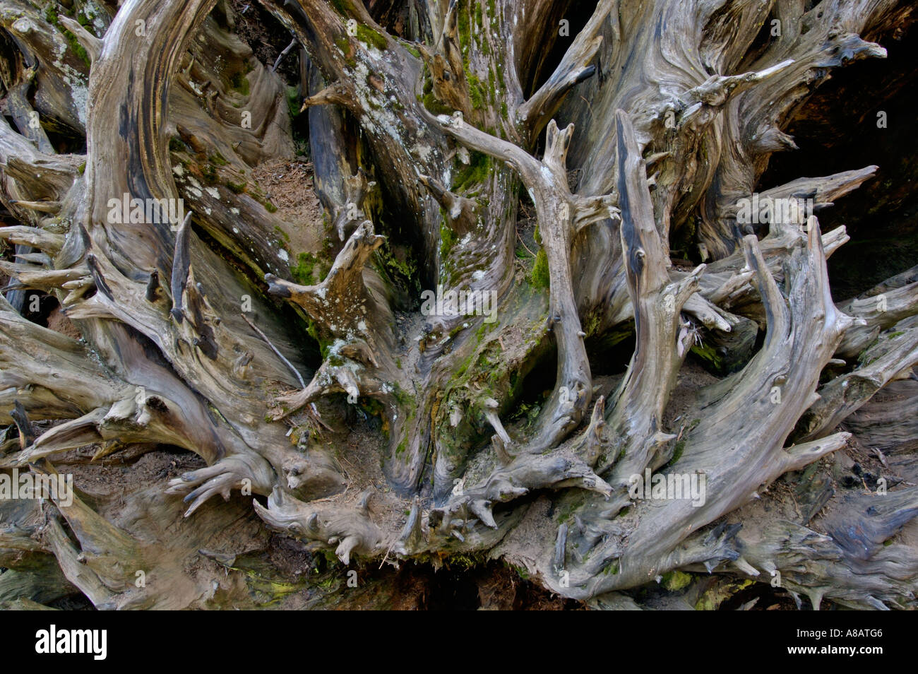 Fallen giant sequoia tree roots hi-res stock photography and images - Alamy