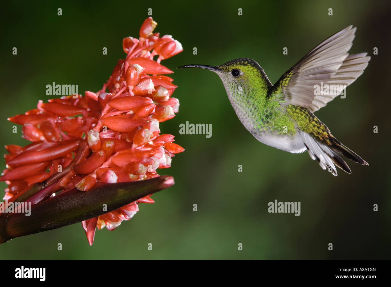 Coppery headed Emerald Elvira cupreiceps female in flight on flower of ...