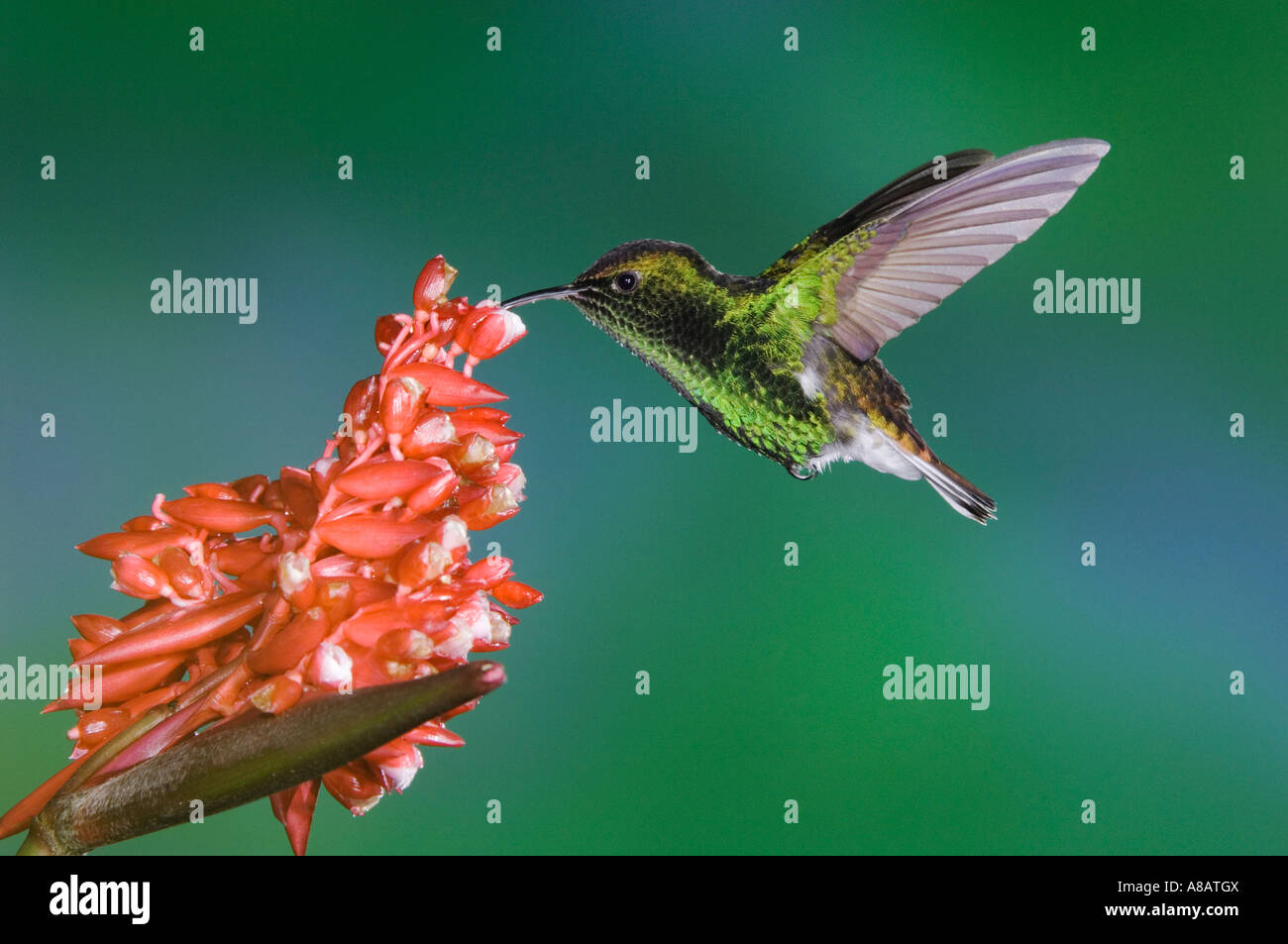 Coppery headed Emerald Elvira cupreiceps male in flight on flower of ...