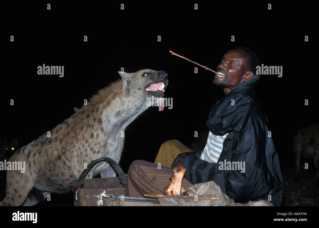 The Hyena man feeding wild hyenas at night outside the city wall, Harar ...