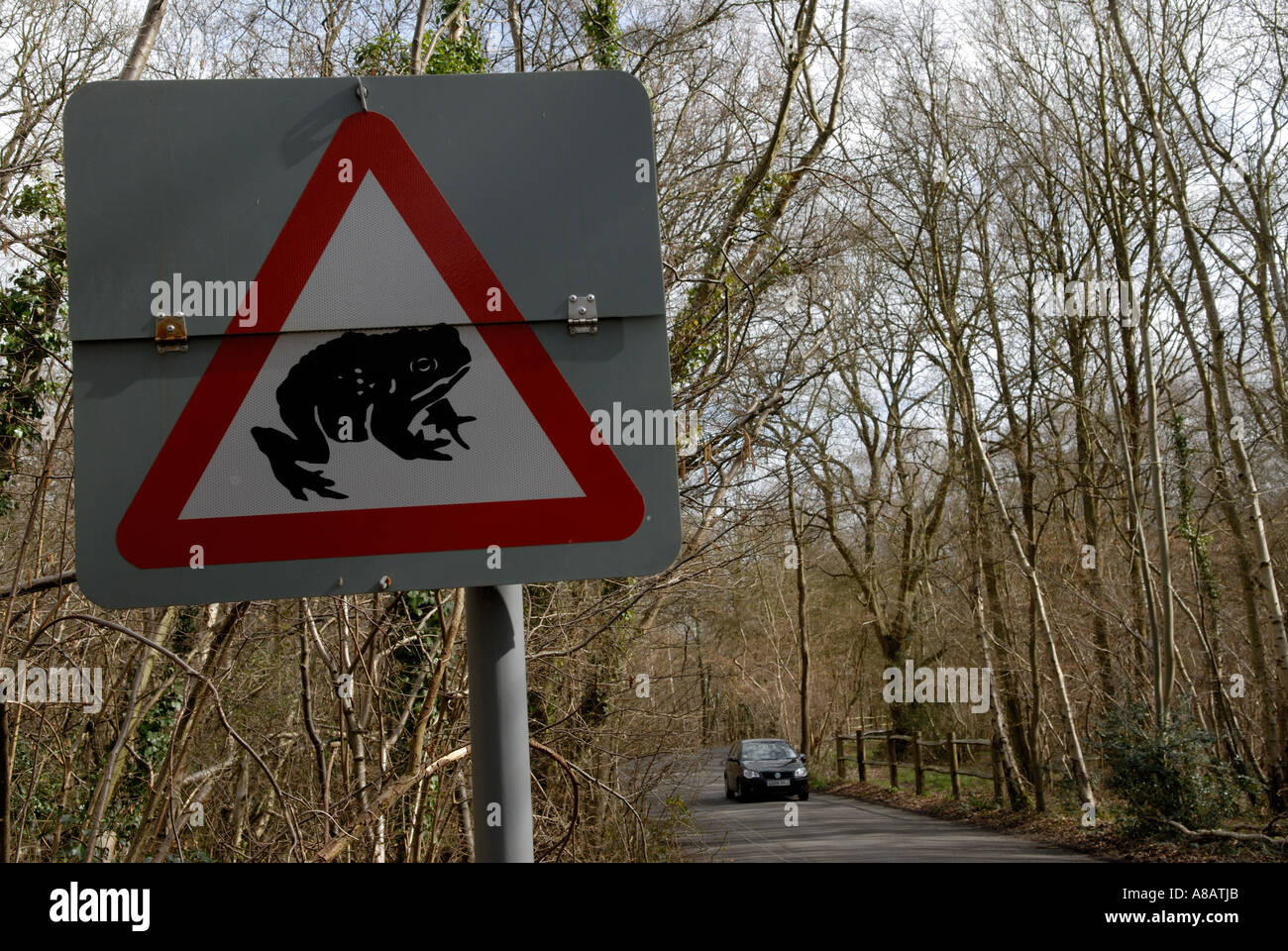 Common toad road crossing hi-res stock photography and images - Alamy