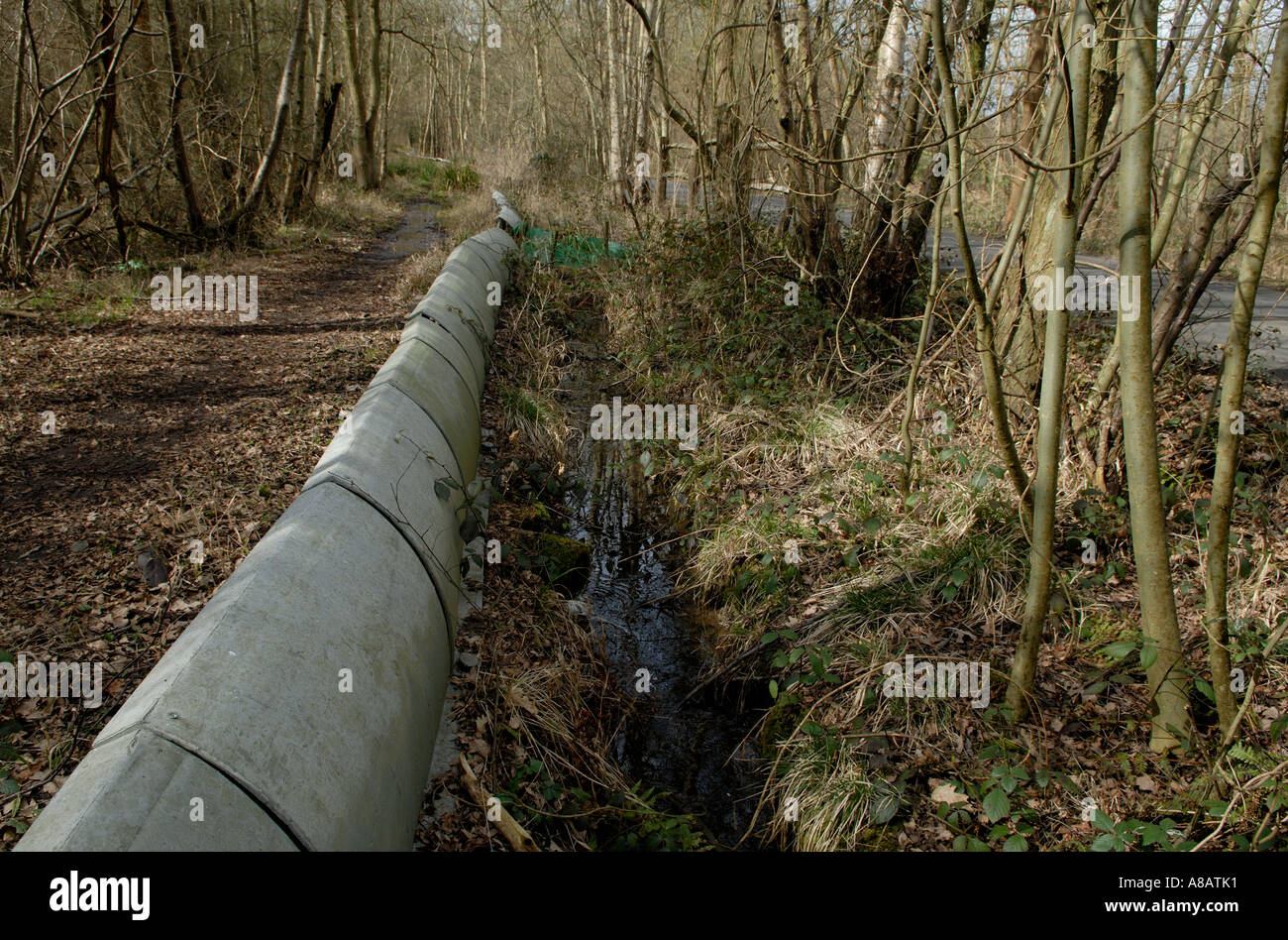 Roadkill common toad hi-res stock photography and images - Alamy