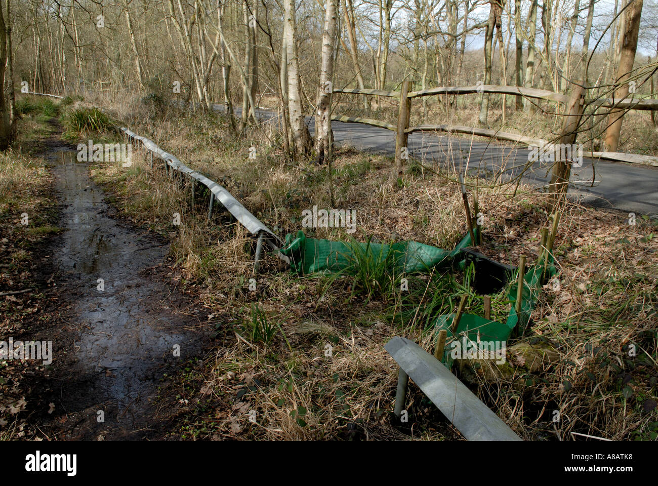 Roadkill common toad hi-res stock photography and images - Alamy
