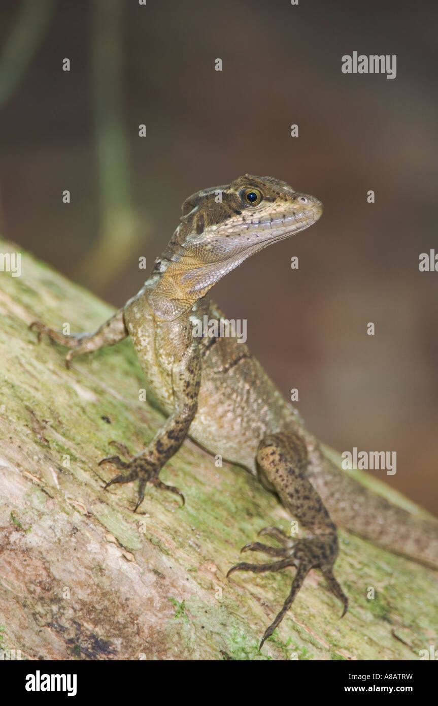 Common Basilisk Jesus Christ Lizard Basiliscus basiliscus female Manuel ...