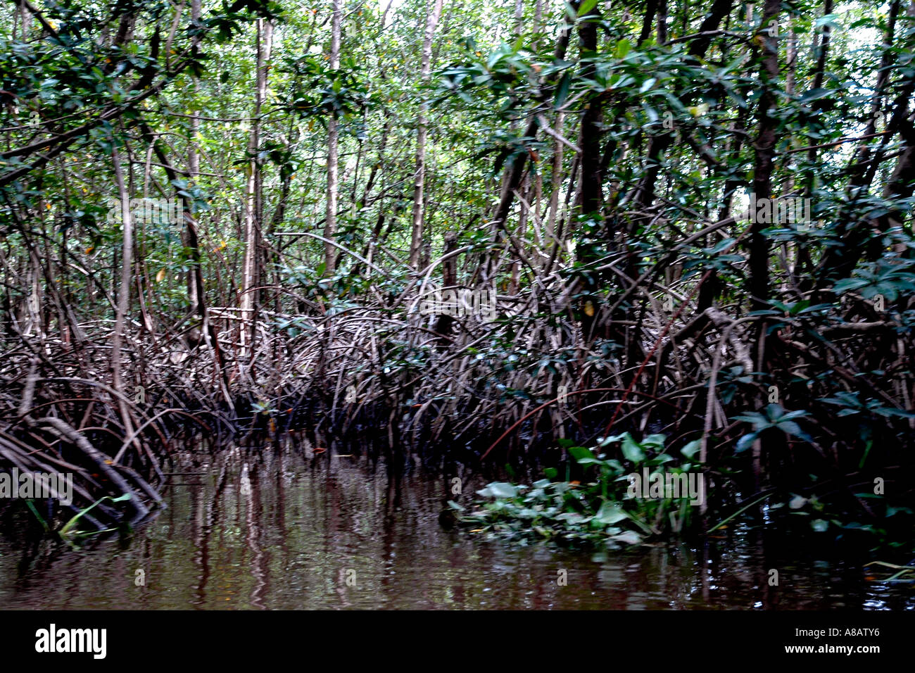 Up a creek of Venezuela's tidal Orinoco river mangroves are among ...