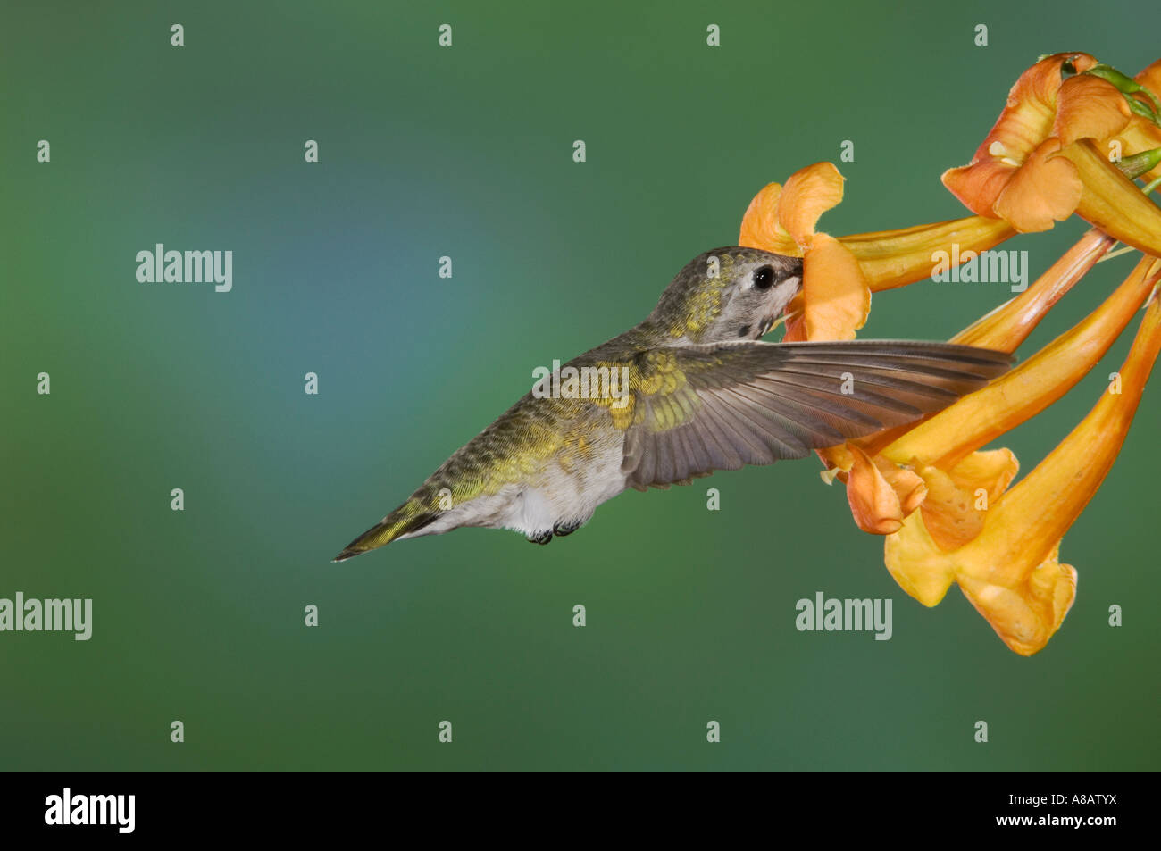 Young costas hummingbird hi-res stock photography and images - Alamy