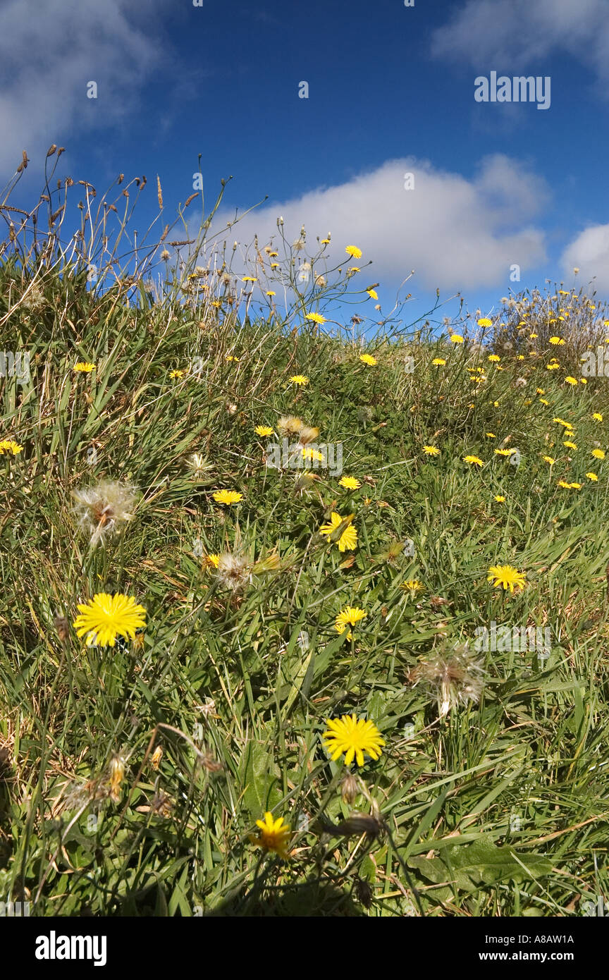 Australian buttercup flower hi-res stock photography and images - Alamy