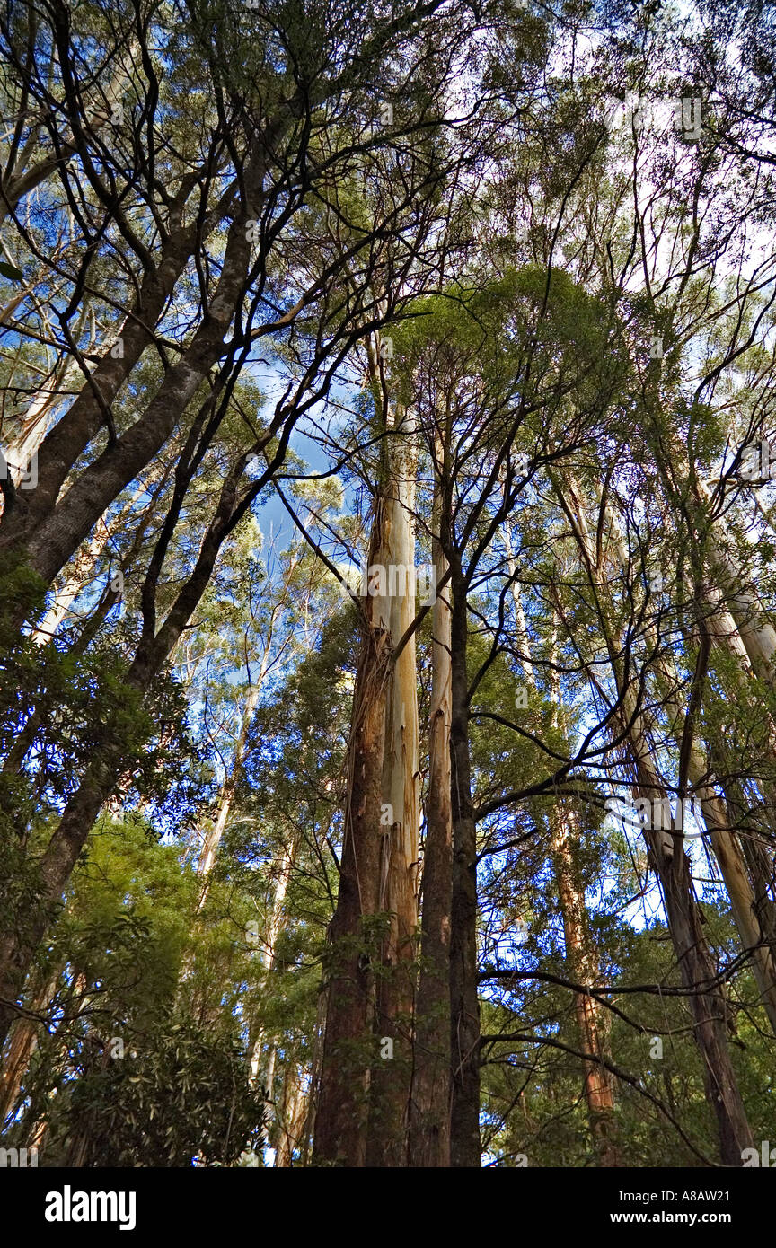 Otway tree top walk hi-res stock photography and images - Alamy