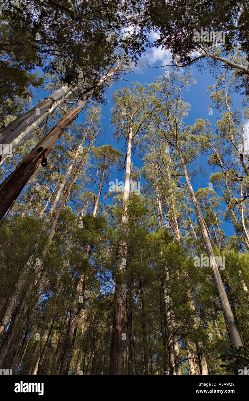 Otway Forest in Otway National Park in Victoria Australia Stock Photo ...