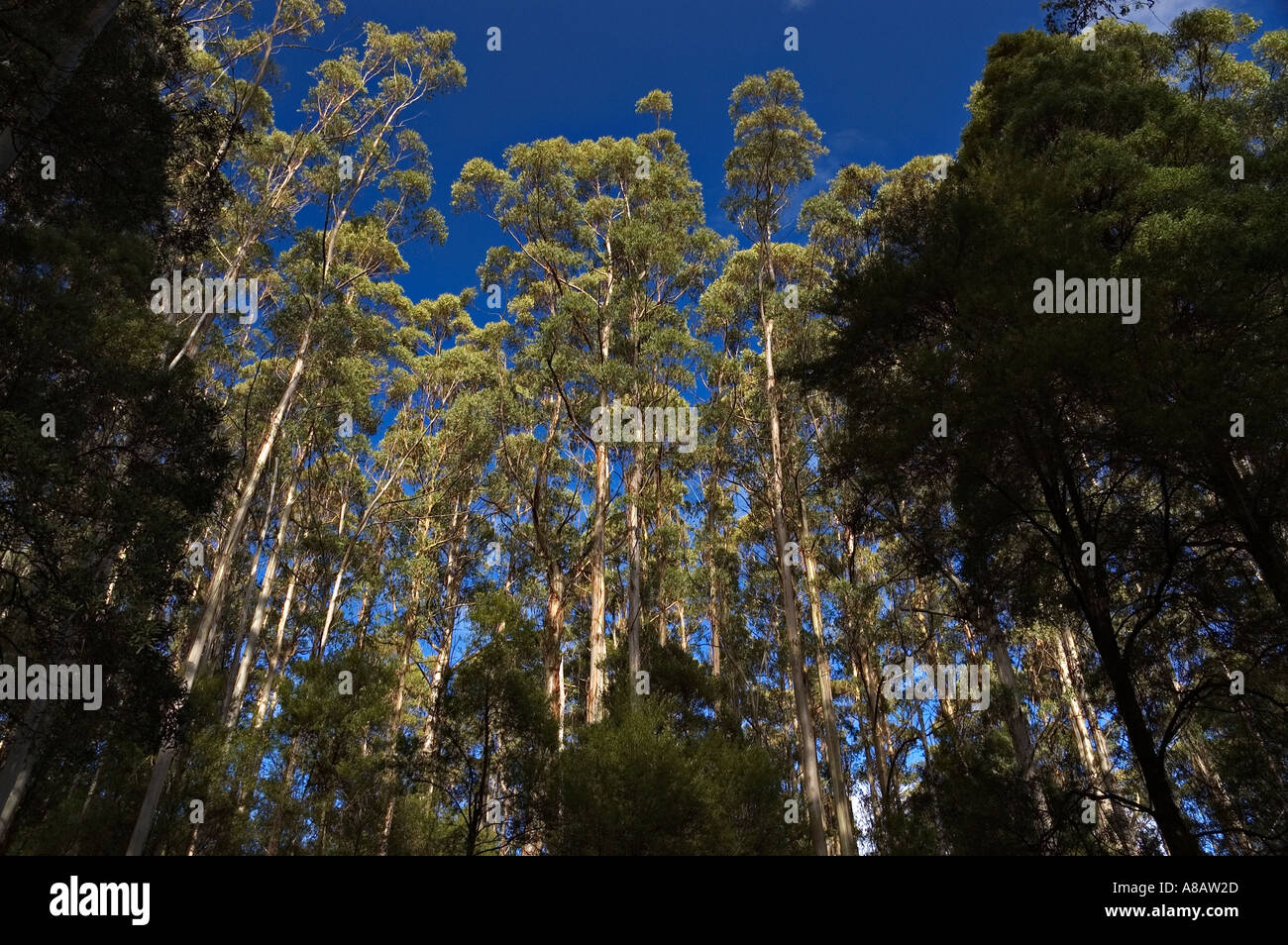 Otway Forest in Otway National Park in Victoria Australia Stock Photo ...