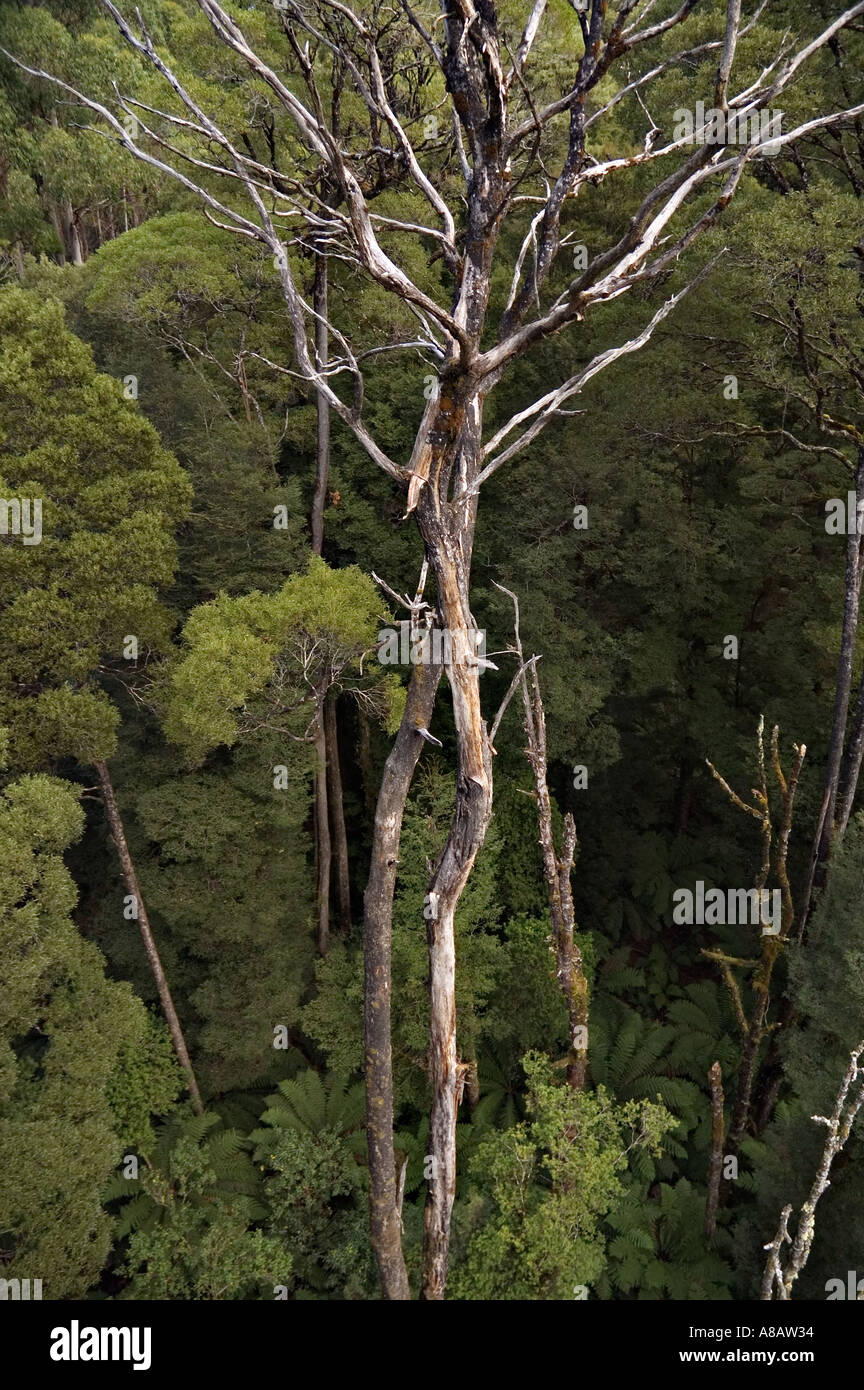 Otway tree top walk hi-res stock photography and images - Alamy
