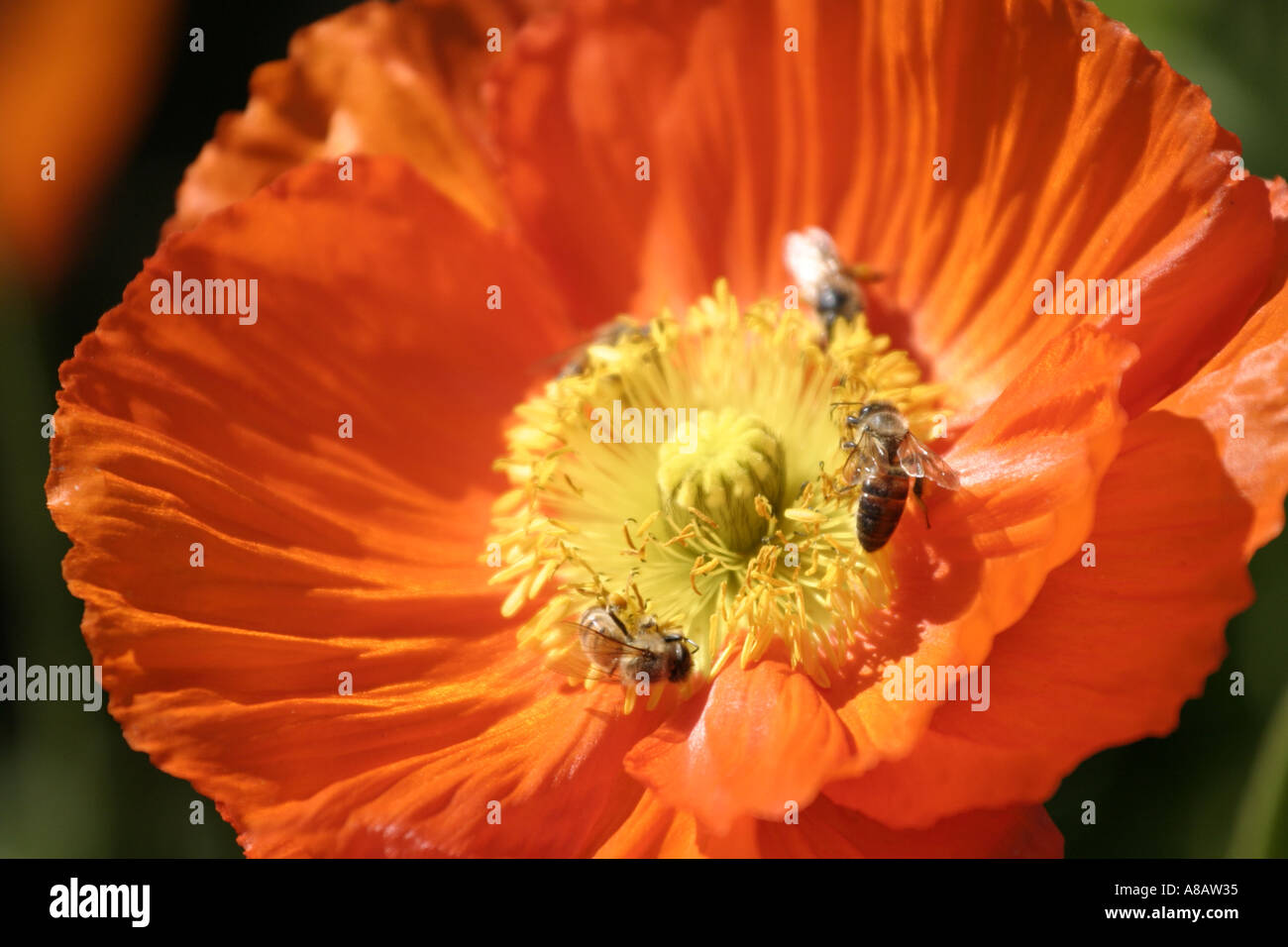The rite of Spring unfold as bees go for pollen Stock Photo - Alamy