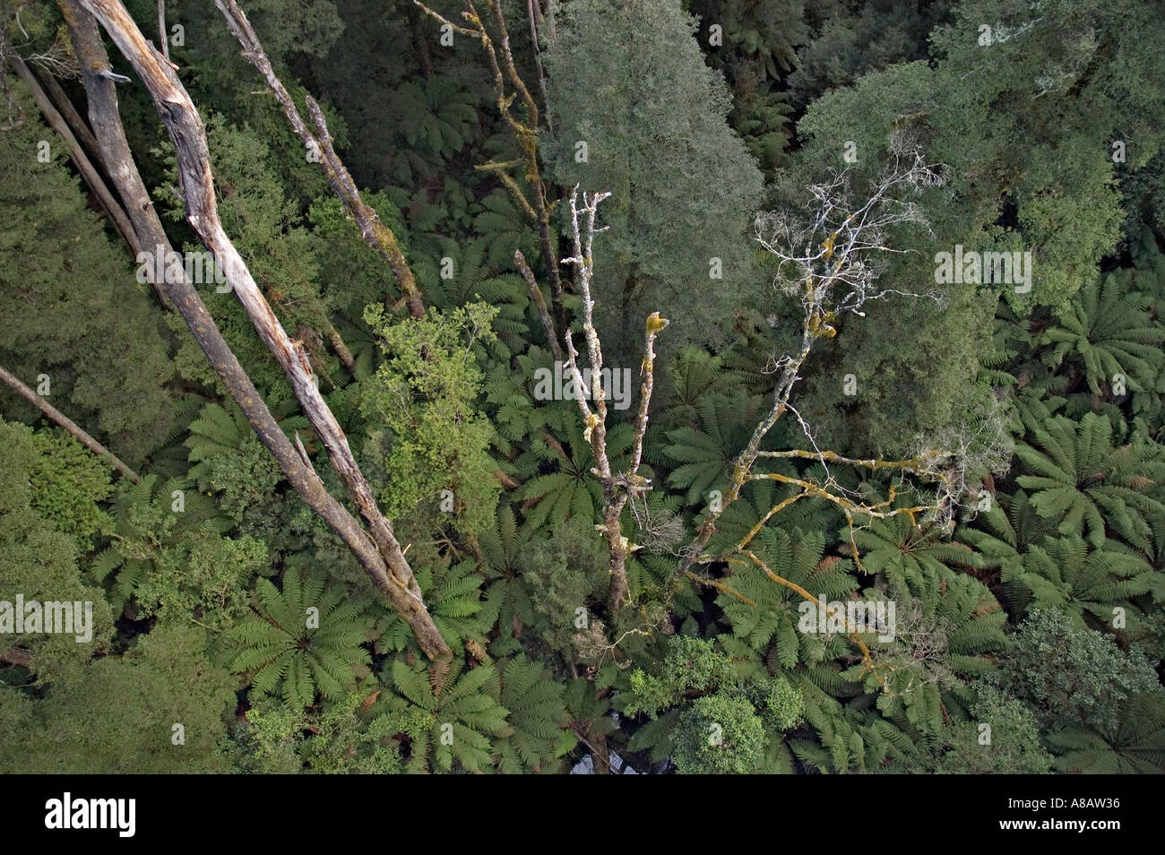 Otway Forest in Otway National Park in Victoria Australia Stock Photo ...
