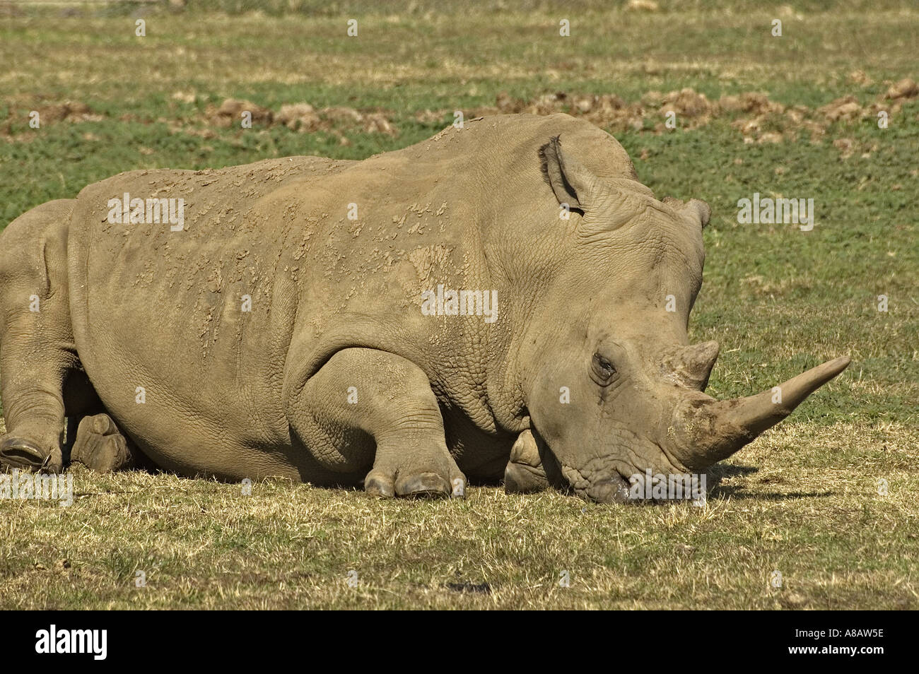 Rhinocerous horn hi-res stock photography and images - Alamy