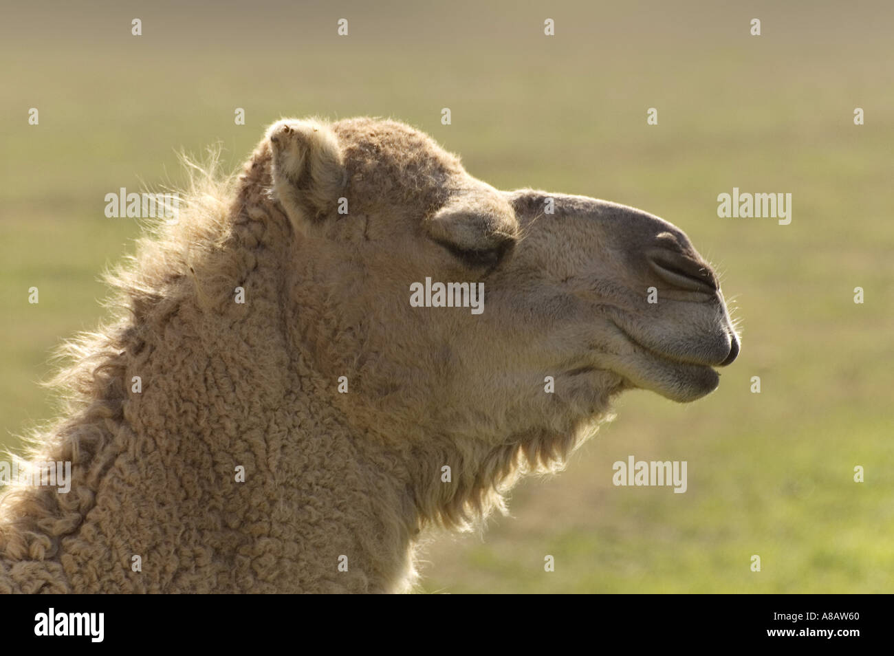 Profile of animal hi-res stock photography and images - Alamy