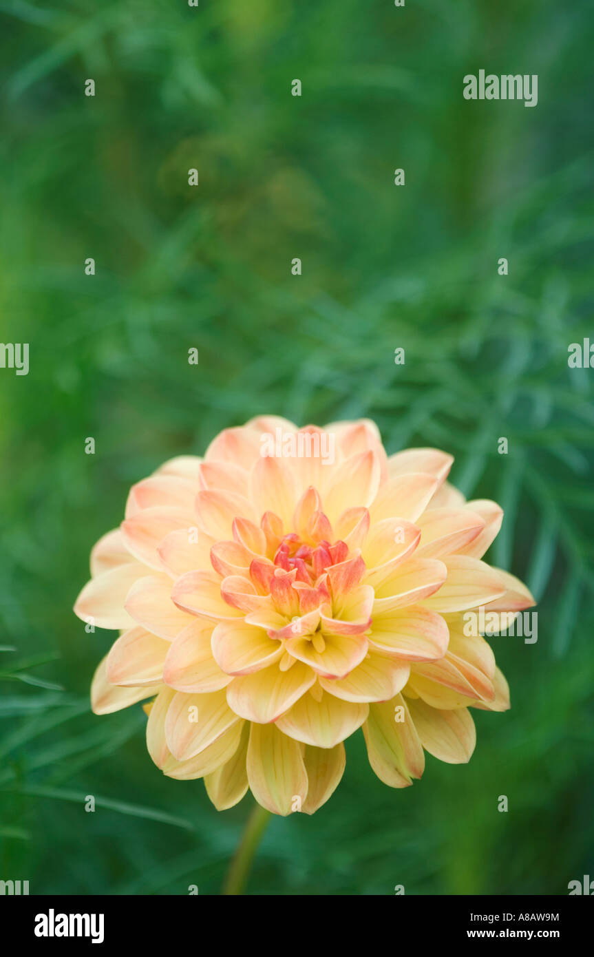 Backyard flower Cut Out Stock Images & Pictures - Alamy