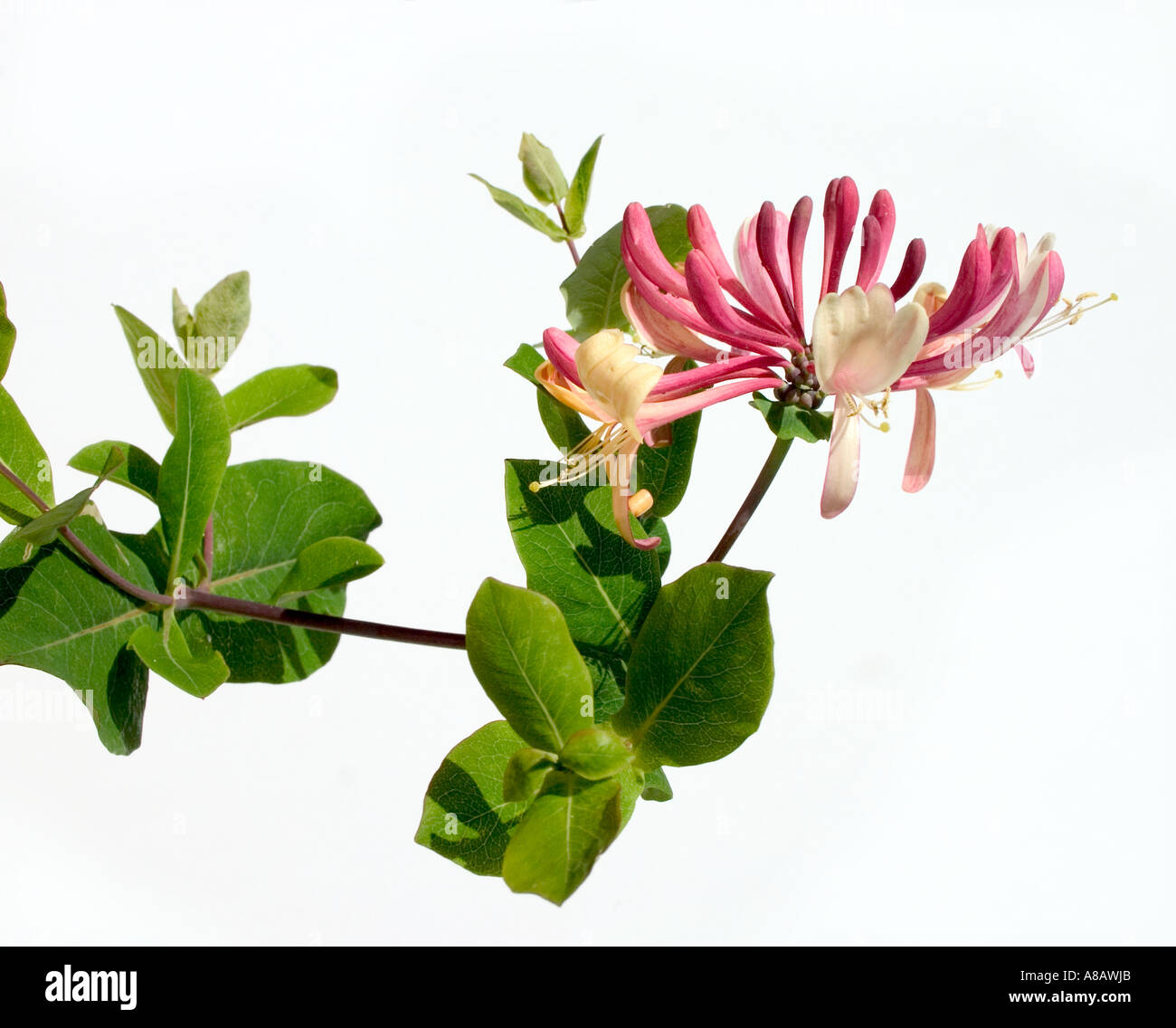 Single stem and flowers hi-res stock photography and images - Alamy