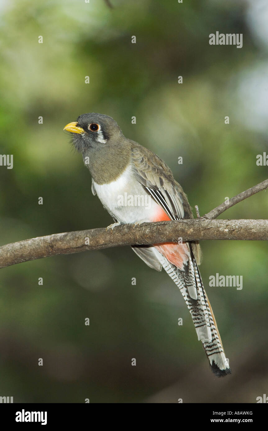 Elegant Trogon Trogon elegans female perched Madera Canyon Arizona USA ...