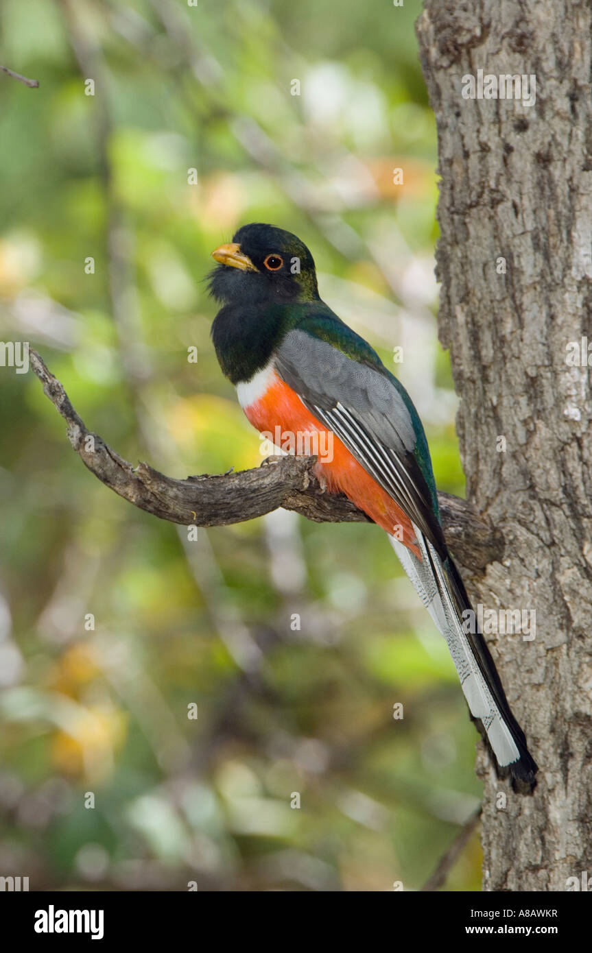 Elegant trogon trogon elegans male hi-res stock photography and images ...